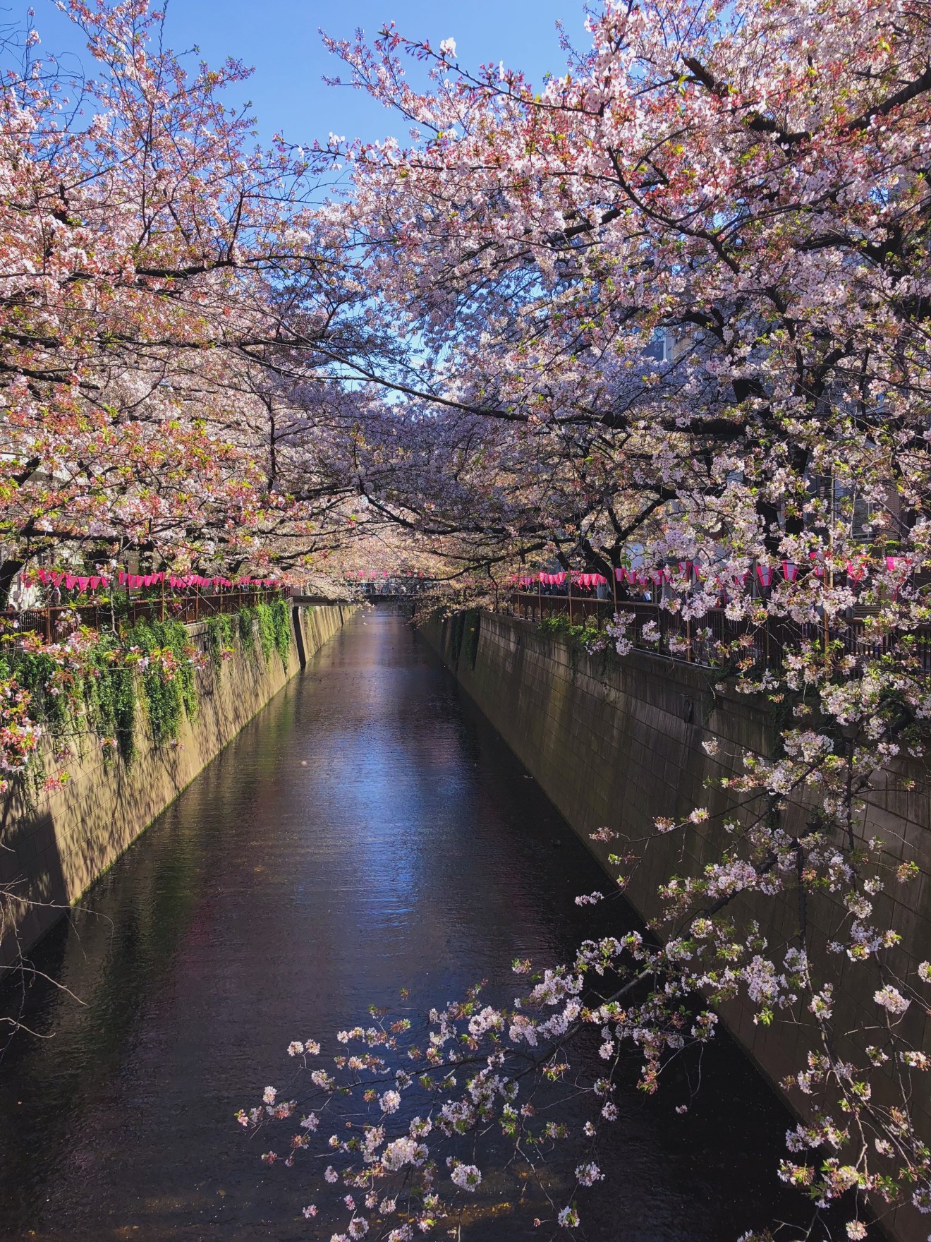 Spring & Sakura in Tokyo – Bedelia Bounds