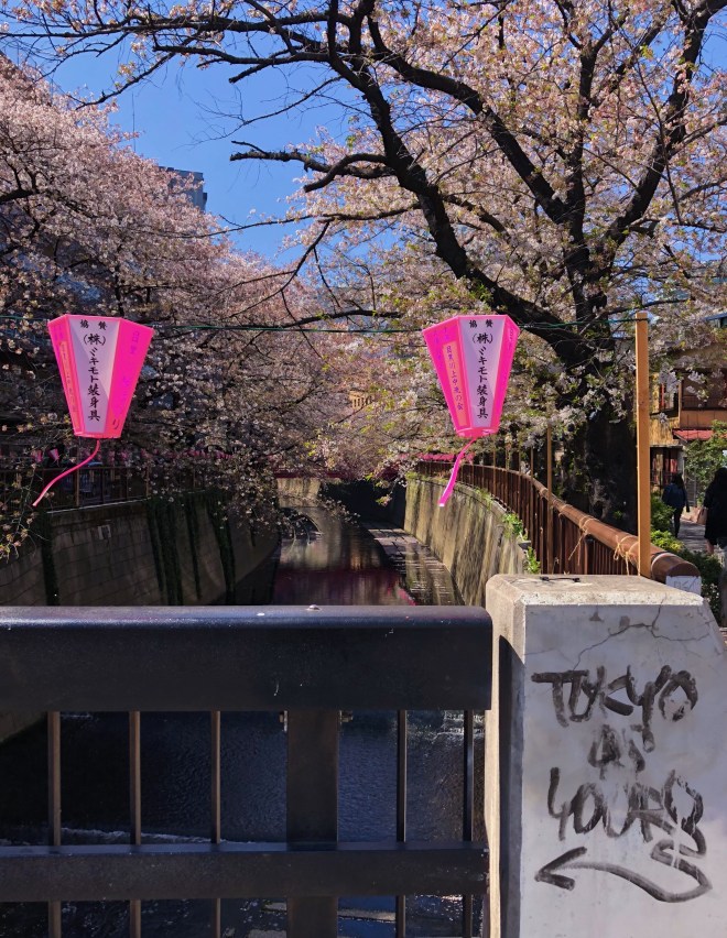 Spring & Sakura in Tokyo – Bedelia Bounds