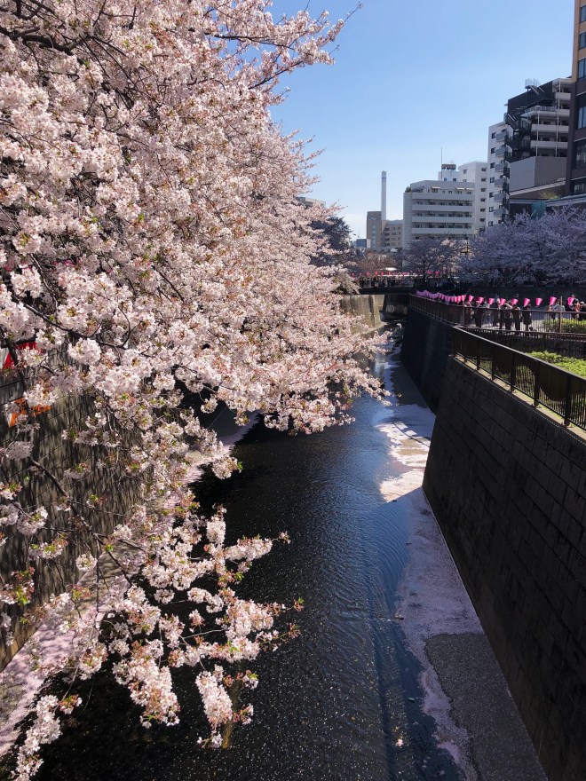 Spring & Sakura in Tokyo – Bedelia Bounds
