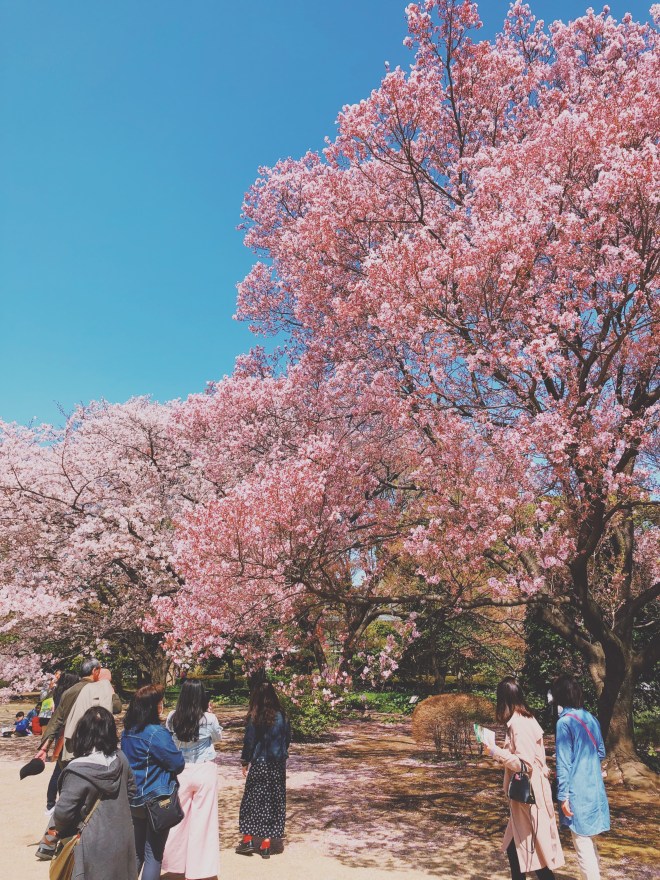 Spring & Sakura in Tokyo – Bedelia Bounds